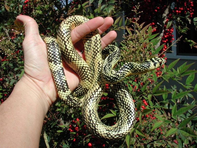 Colubrids | DM EXOTICS