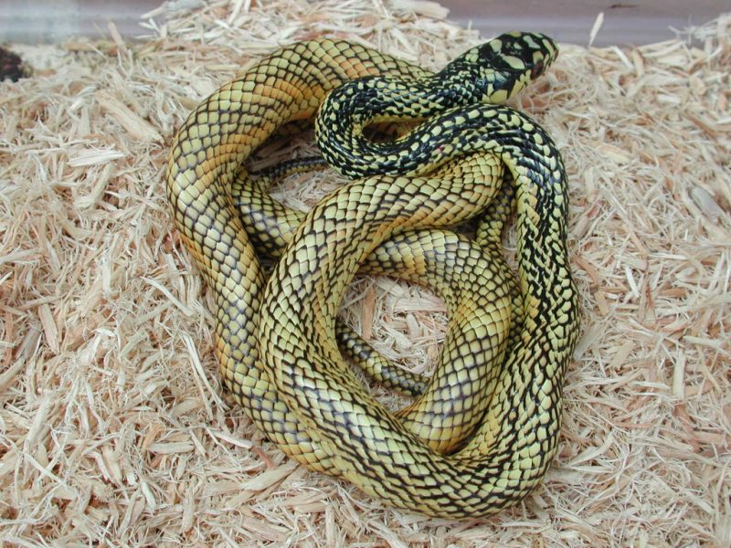 Colubrids | DM EXOTICS