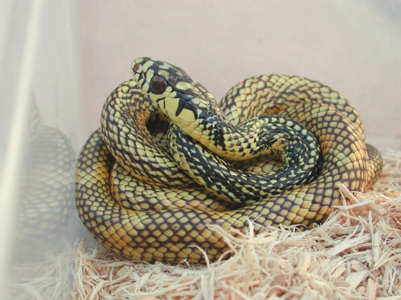 Colubrids | DM EXOTICS