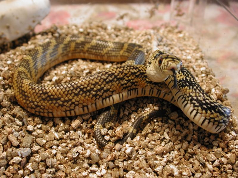 Colubrids | DM EXOTICS