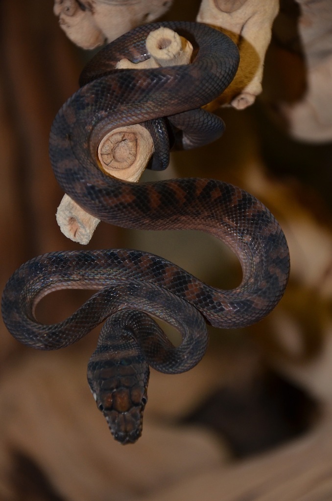 Pythons | DM EXOTICS