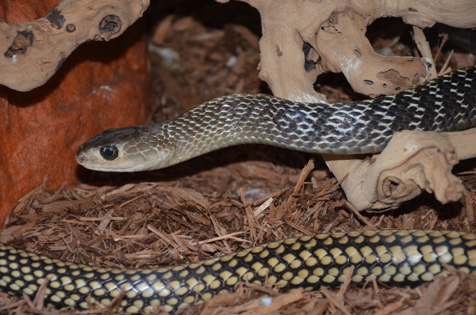 Colubrids - DM EXOTICS