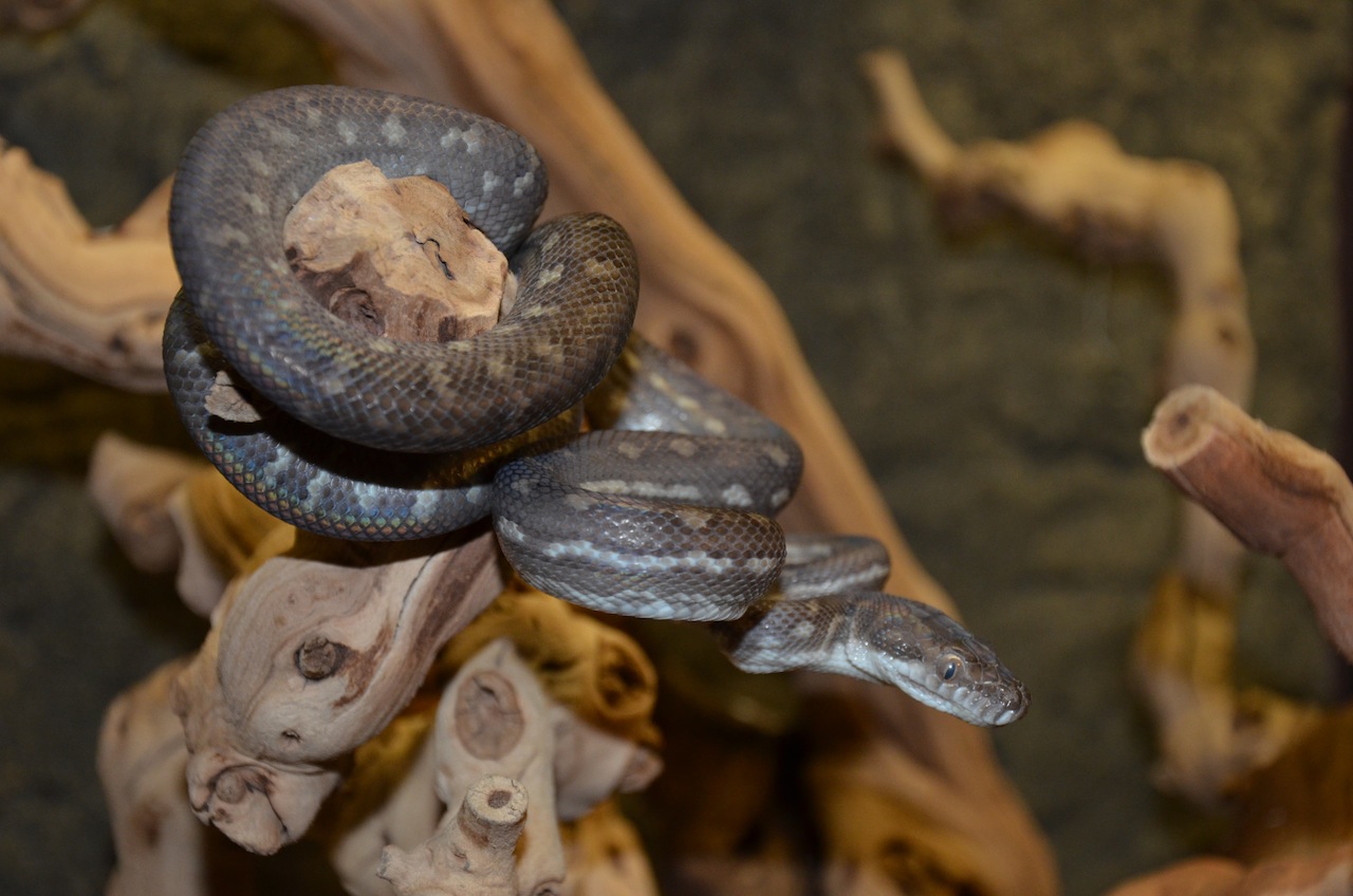 Pythons | DM EXOTICS