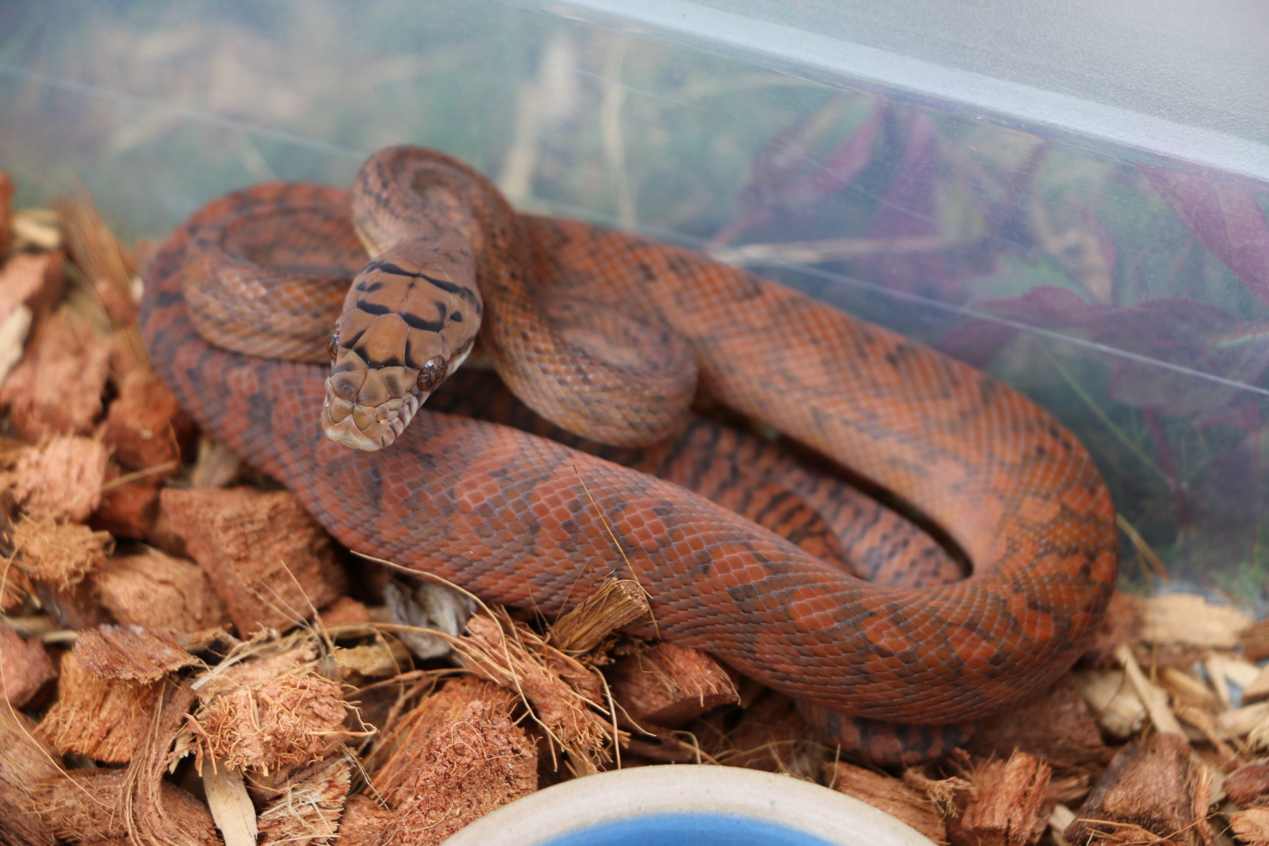 Available | DM EXOTICS