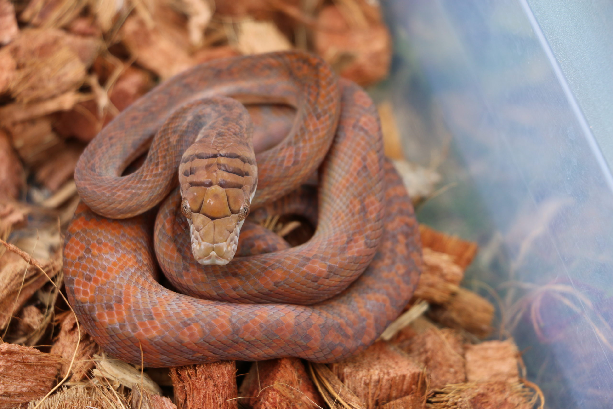 Available | DM EXOTICS