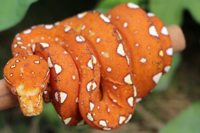 Available | DM EXOTICS