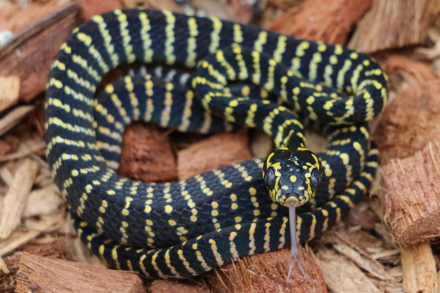 Available | DM EXOTICS