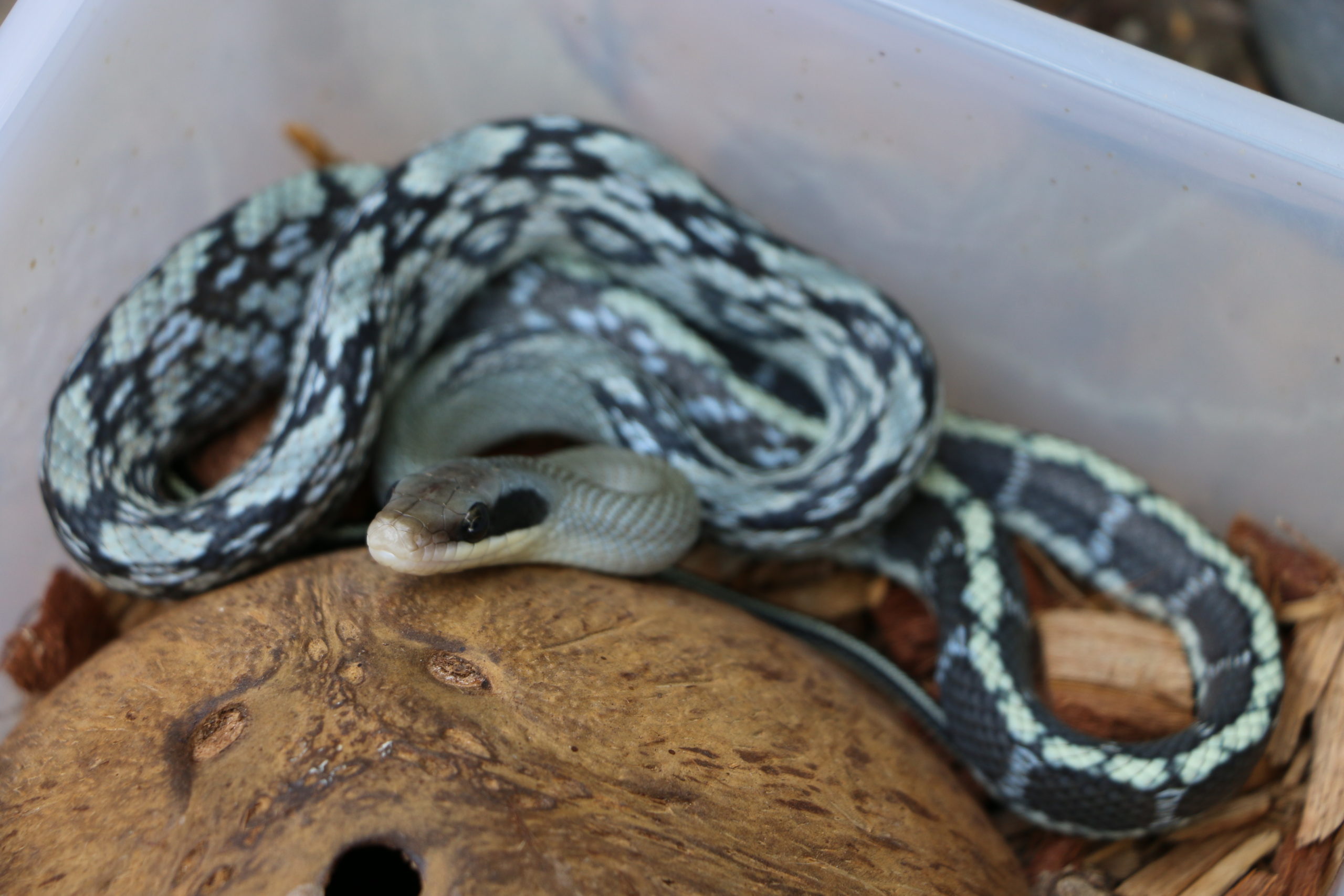 Colubrids | DM EXOTICS