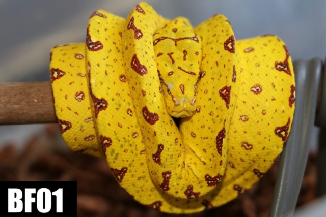 Available | DM EXOTICS