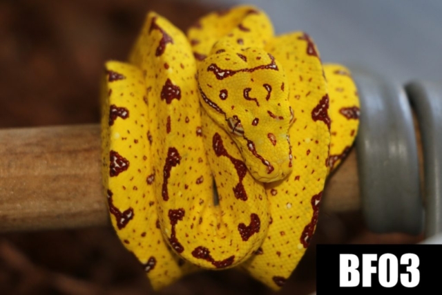 Available | DM EXOTICS