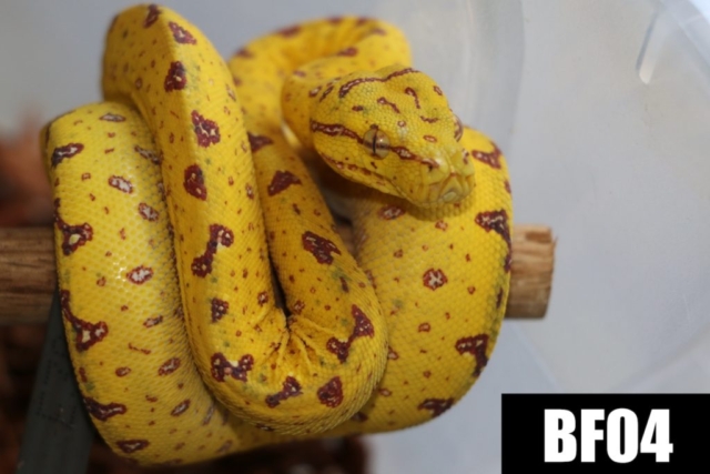 Available | DM EXOTICS