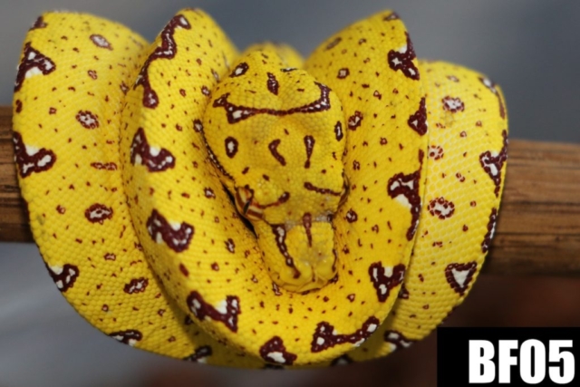 Available | DM EXOTICS