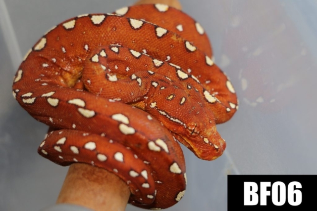 Available | DM EXOTICS