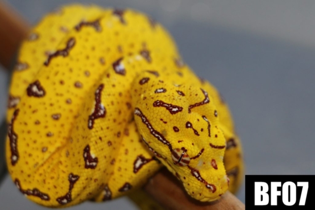 Available | DM EXOTICS