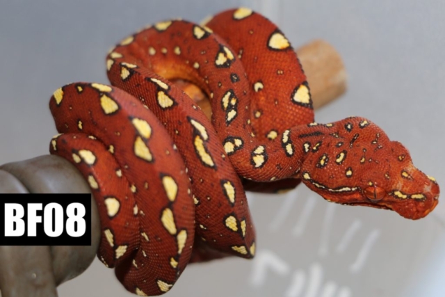 Available | DM EXOTICS