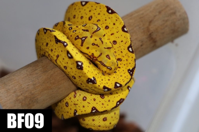 Available | DM EXOTICS