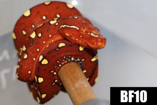 Available | DM EXOTICS