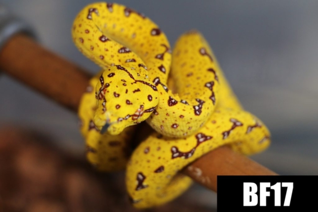 Available | DM EXOTICS