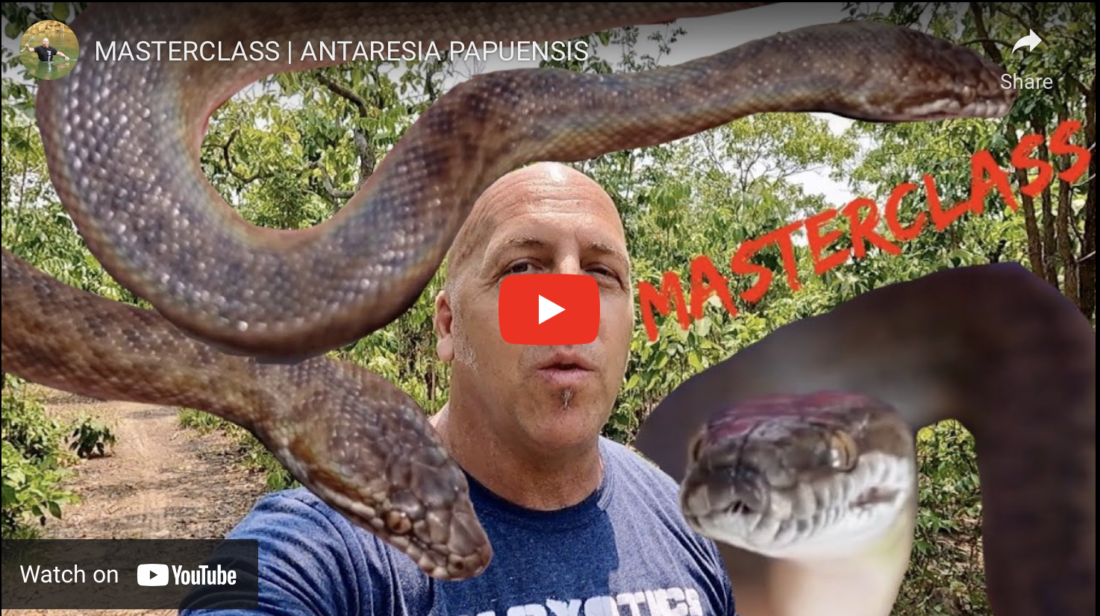 IS THIS OUR BEST SEASON EVER? | INDONESIA UNBOXING - DM EXOTICS